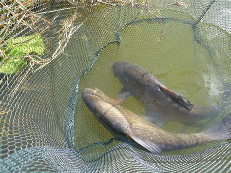 I Want To Use Numpy To Simulate The Inference Process Of A Quantized Mobilenet V2 Network But