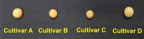 Grains Of Soybean Cultivars A B C And D Download Scientific Diagram