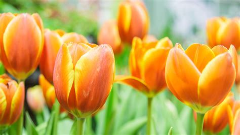 Tulip Flower Meaning In Tamil Best Flower Site