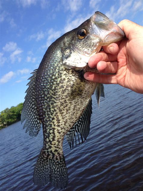 The Top Ten Flies For Bluegills Artofit