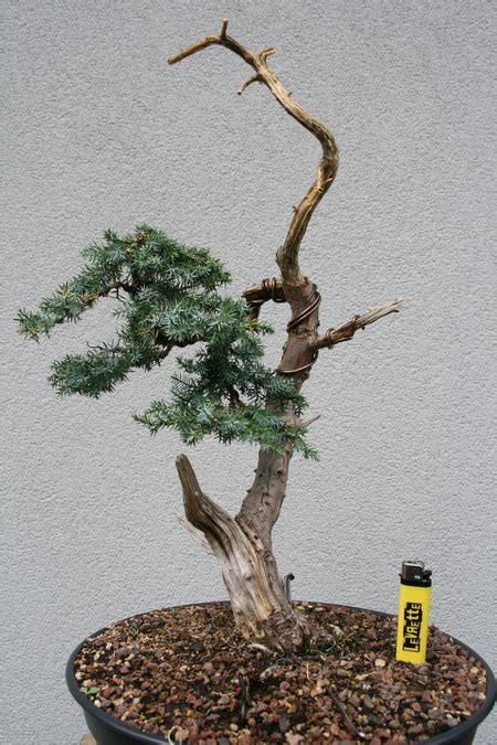 Juniperus Squamata Since 2010