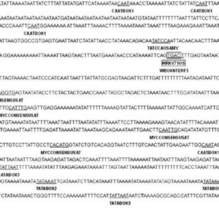 The Cis Acting Regulatory Elements Predicted In The Promoter Region Of
