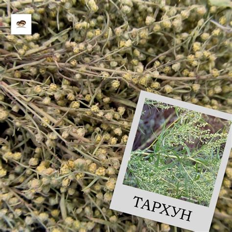 Полынь эстрагонная- тархун 50гр: купить в каталоге «ГРИБЫ, ТРАВЫ, ИВАН ...