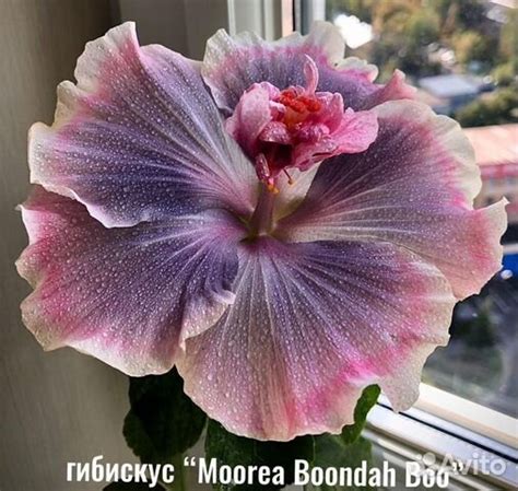 Сортовой гибискус "moorea boondah boo" - бронь купить в Москве | Товары ...