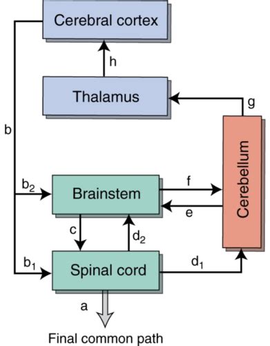 Neuro Cerebellum Flashcards Quizlet