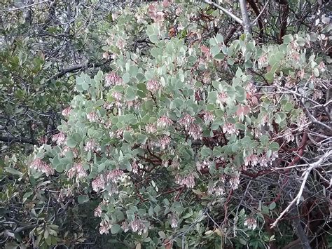 Arctostaphylos Viscida Linda Vista Native Plants