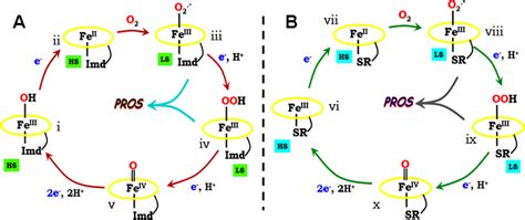Scheme 1 Oxygen Reduction Scheme Of Pim A And Ppsr B Immobilized Download Scientific