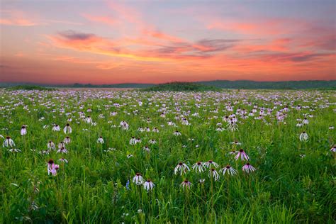 Grasslands Biome Plants