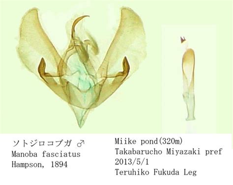 Male Genitalia