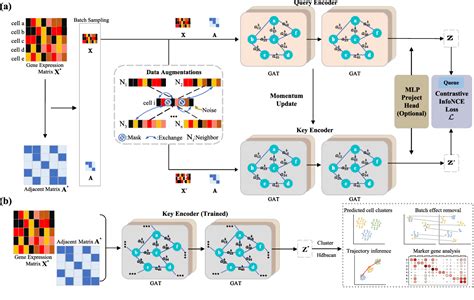 Figure 1 From Scgcc Graph Contrastive Clustering With Neighborhood Augmentations For Scrna Seq