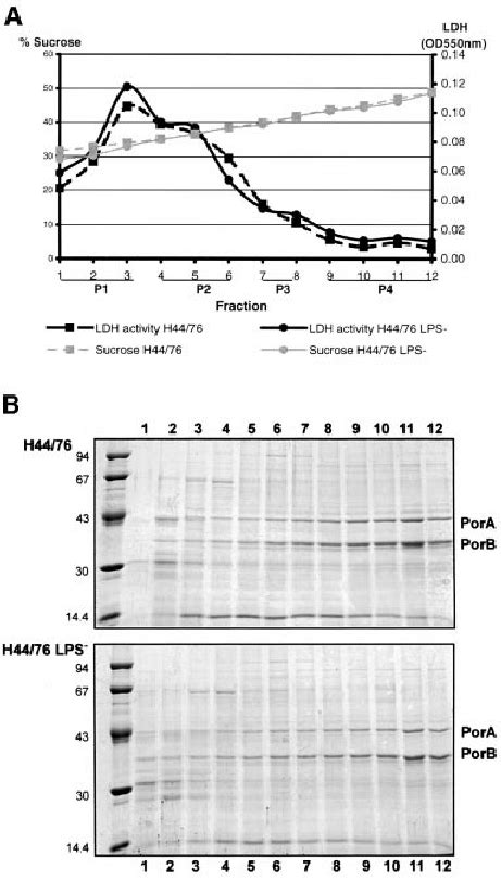 Analysis Of Fractions 1±12 Collected After Isopycnic Sucrose Gradient