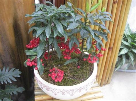 這6種盆栽植物秋季果實纍纍每天看看心情好 每日頭條
