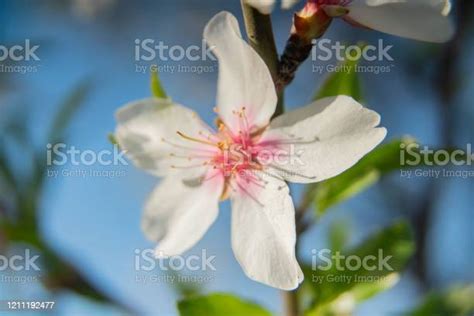春に咲くアーモンドの木の背景の花が間近に咲く アーモンドのストックフォトや画像を多数ご用意 アーモンド クローズアップ トルコ