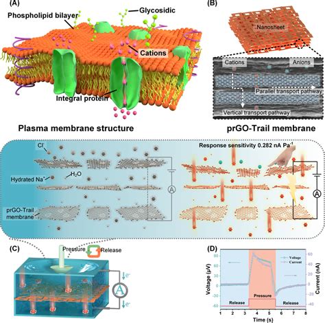 Schematic Diagram Of Plasma Membrane Structure And Serosa‐mimetic 2d