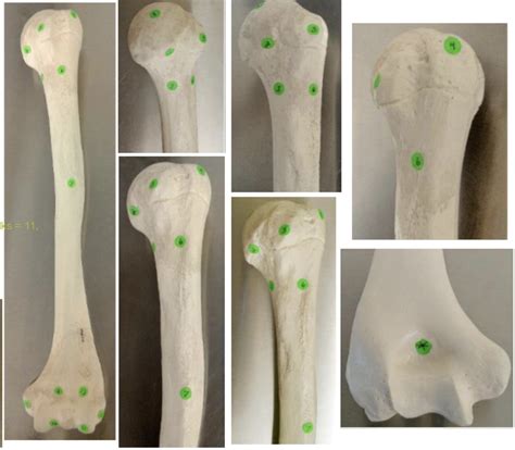 HUMERUS Diagram Quizlet