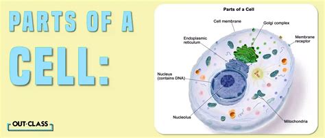 Golgi Apparatus Functions Structure And Significance Out Class