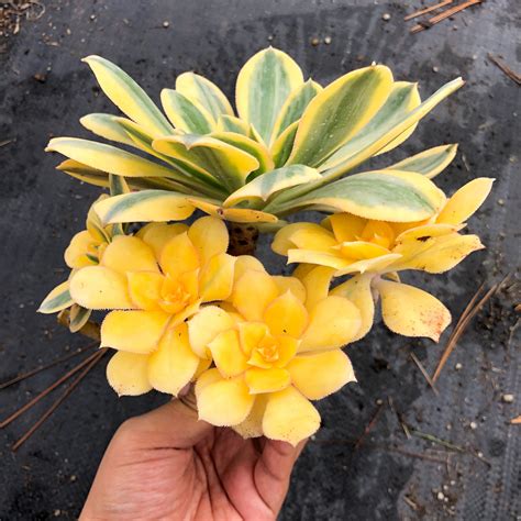 Aeonium Arboreum Sunburst Has Mark Let Love Grow Succulent And Cactus