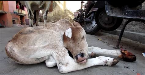 Esta Vaca Se Niega A Dejar Solo A Su Bebé Después De Sufrir Un