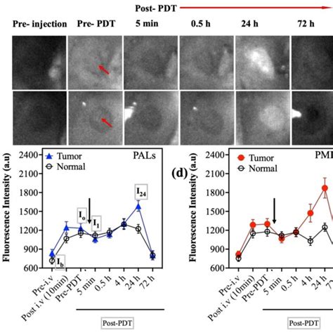 Fl Monitoring Of Pdt Representative Fluorescence Images Were Obtained