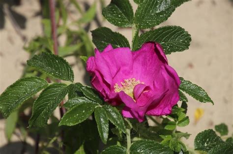 Premium Photo Wild Rose