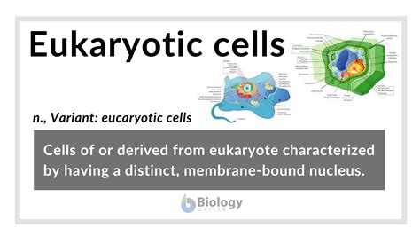 Eukaryotic Definition