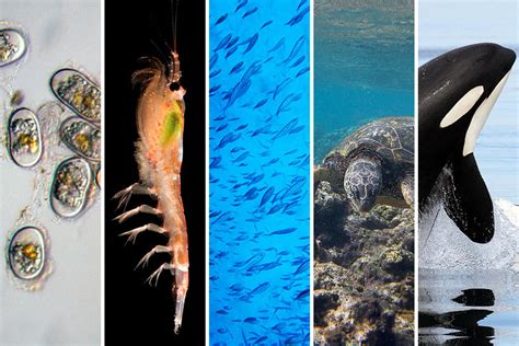 Nasa — What Are Phytoplankton And Why Are They Important