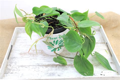 Long And Trailing Philodendron Hederaceum Philodendron Etsy