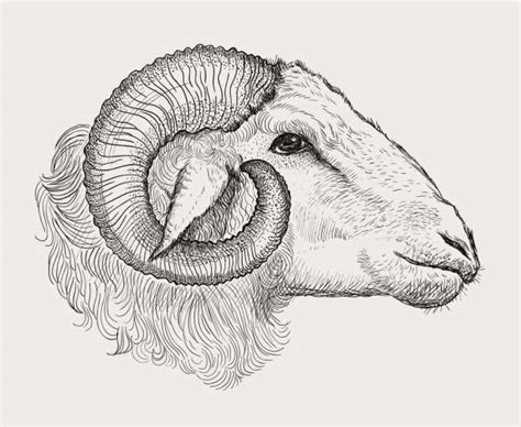 16900 Ram Stock Illustrations Royalty Free Vector Graphics And Clip