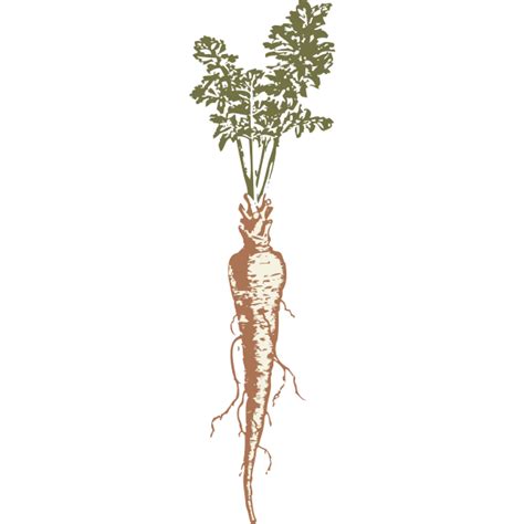 Vector Image Of A Parsnip Free SVG