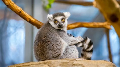 Lemur G
