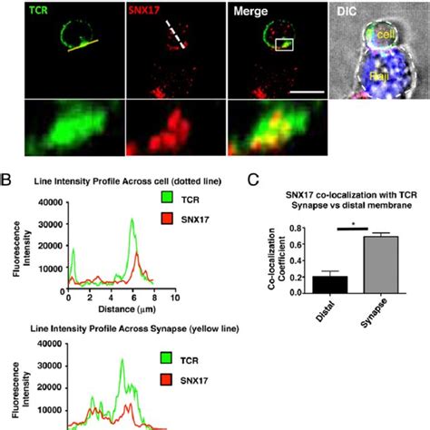 Snx17 Localizes With The Tcr At The Immune Synapse A Primary Human