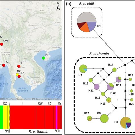 a bayesian analysis of population structure baps of eld s deer