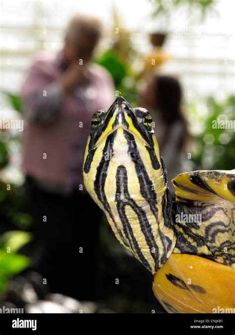 Turtle In Tropical Greenhouse In Botanic Botanical Garden Munich