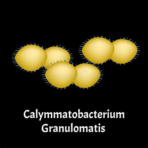 The Structure Of The Bacteria Salmonella The Introduction Of Salmonella Into A Chicken Egg