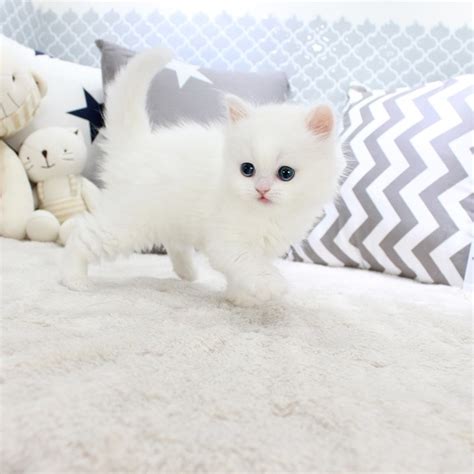 대전고양이분양 페르시안 벼리 파라다이스펫 대전강아지분양 천안강아지분양