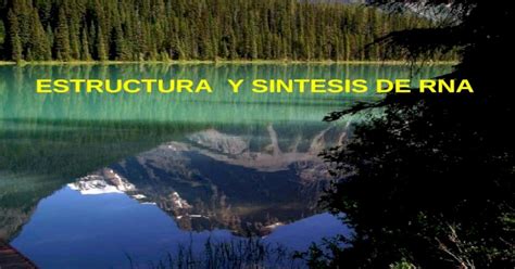 Estructura Y Sintesis De Rna La Informaciòn Genetica Se Encuentra En El Dna Pero El Rna Hace