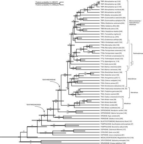 Relaxed Molecular Clock Phylogeny Of The Tenthredinidae And Selected Download Scientific