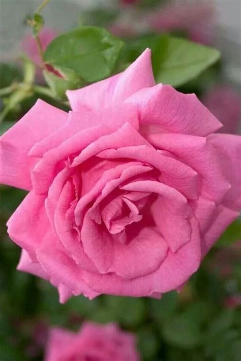 Pin By My Anh On 1 A File General Beautiful Rose Flowers Beautiful