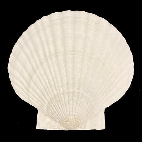 ほたて貝がら 貝殻 器 Ushop