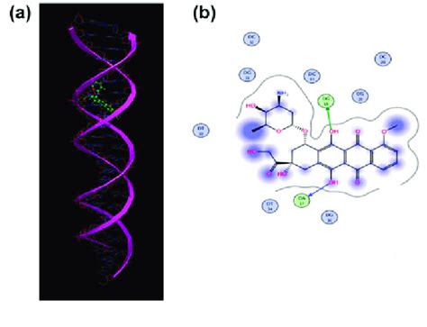 Molecular Docking Interaction Of Adm And Dna A Three Dimensional