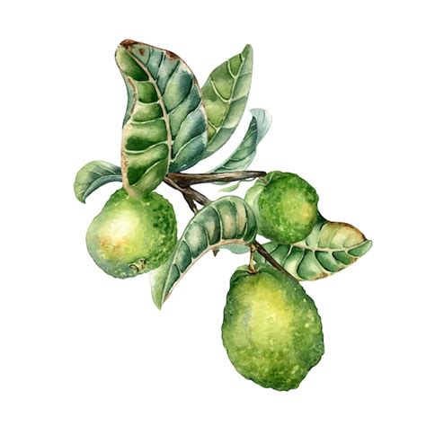 Rama de árbol con tres frutas de guayaba ilustración acuarela aislado