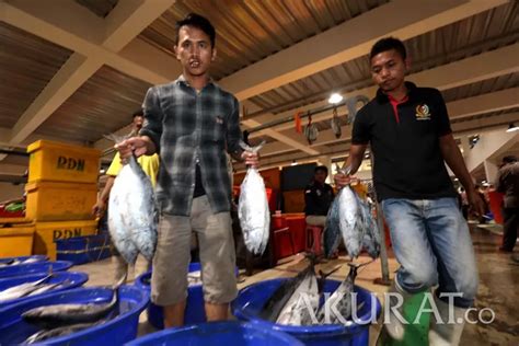 Perikanan Nusantara Perdana Ekspor Ton Ikan Beku Ke Jepang Akurat