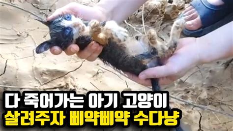 죽다 살아난 아깽이 정체는 수다냥 버려진 아기 고양이 구조 영상 Youtube