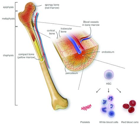 Human Bone Marrow Cells