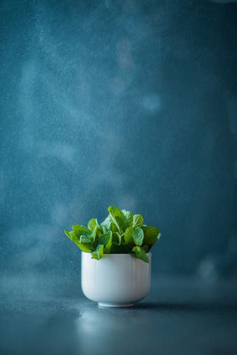 青い背景に新鮮なミントの束 植木鉢のストックフォトや画像を多数ご用意 植木鉢 暗い ペパーミント Istock
