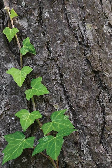 Climbing Common Ivy Stem Hedera Helix L Var Baltica Fresh New Young