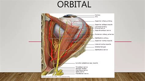 Trochlear And Abducens Nerve Pptx