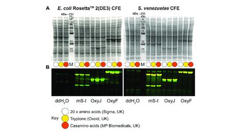 Denaturing Page Analysis Of E Coli Rosetta ™ 2 De3 And S Venezuelae