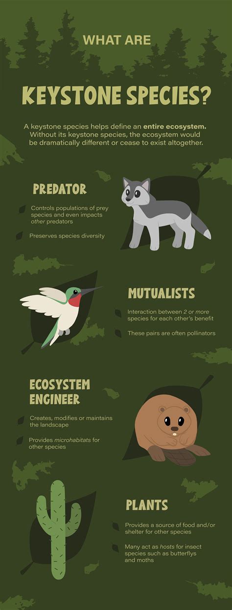 Rachel Grimm Keystone Species Infographic
