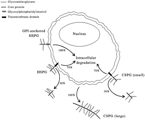 Schematic Diagram Of Proteoglycans Synthesized By Granulosa Cells And